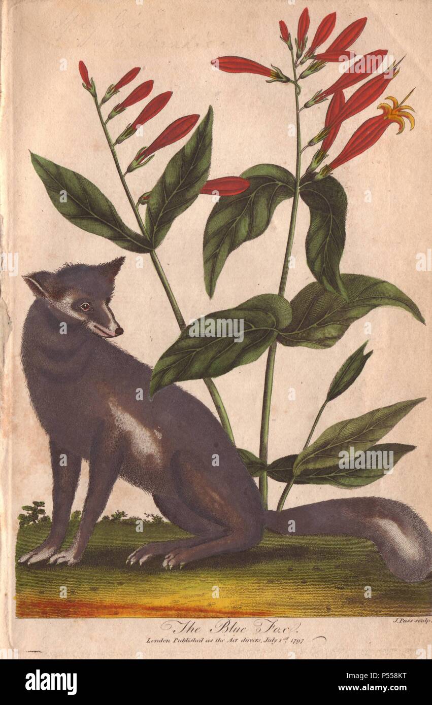 Illustrations fox hi-res stock photography and images - Alamy