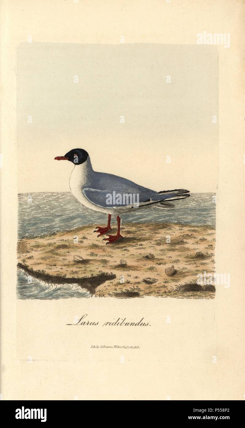 Common black-headed gull, Larus ridibundus. Handcoloured copperplate ...