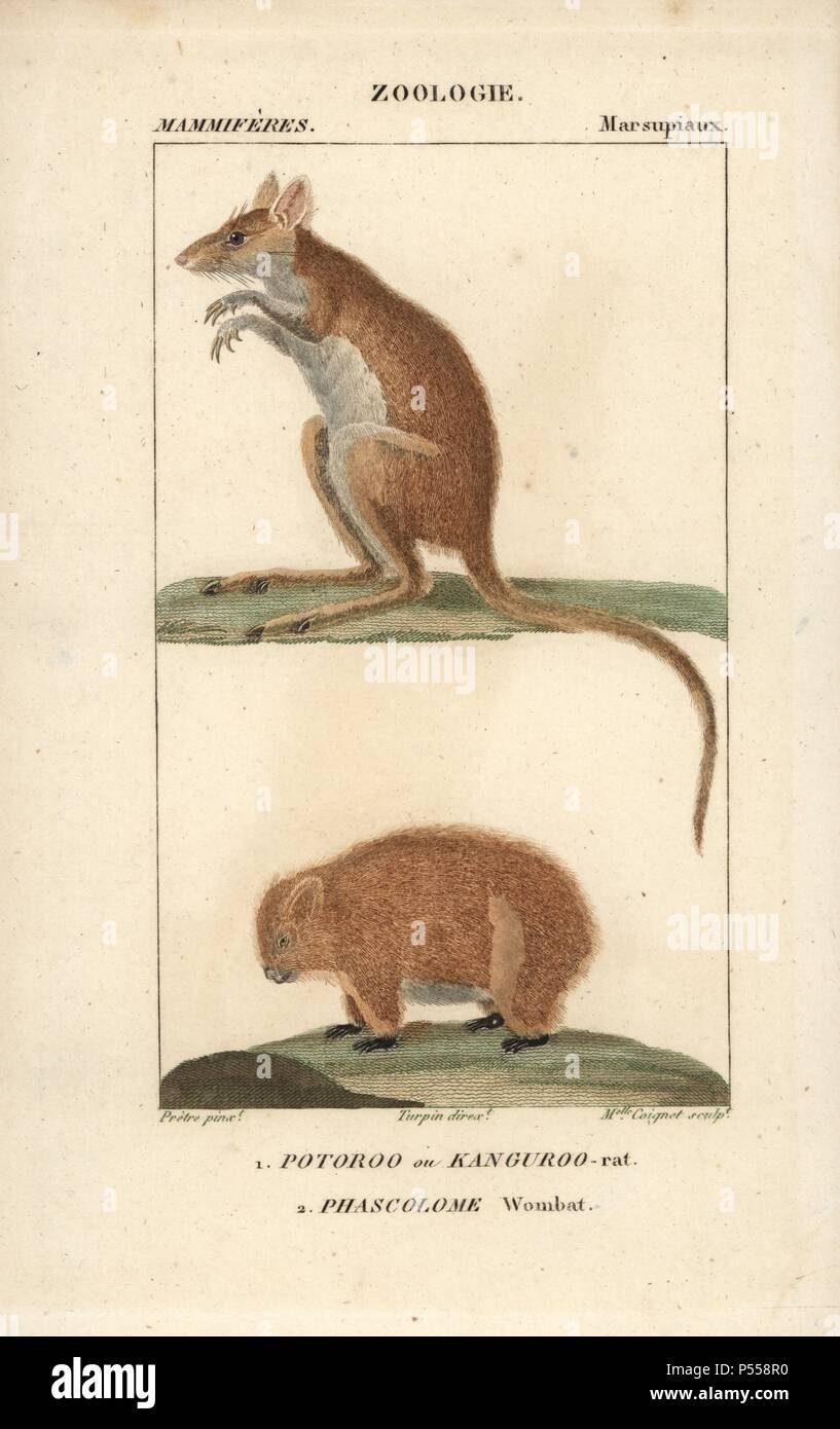 Long-footed potoroo or kangaroo rat, Potorous longipes (endangered ...