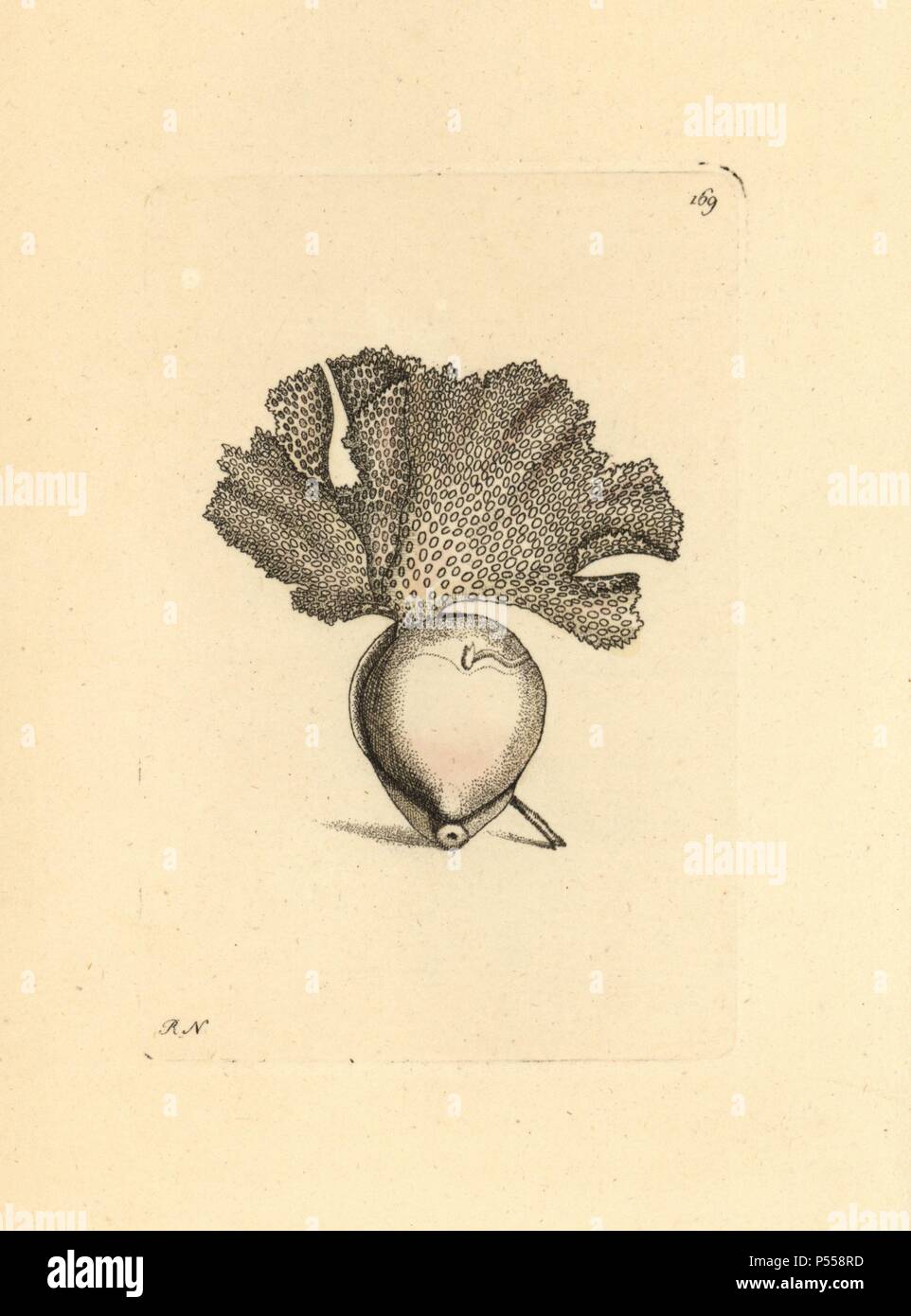 Lace millepore coral, Millepora cellulosa. Illustration signed RN ...