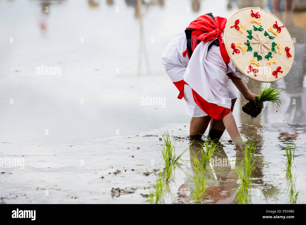 Rice Harvest Festival High Resolution Stock Photography and Images - Alamy