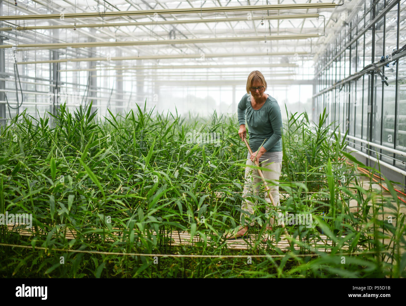 Bamberg, Germany. 21st June, 2018. Birgit Rascher clearing the ginger ...