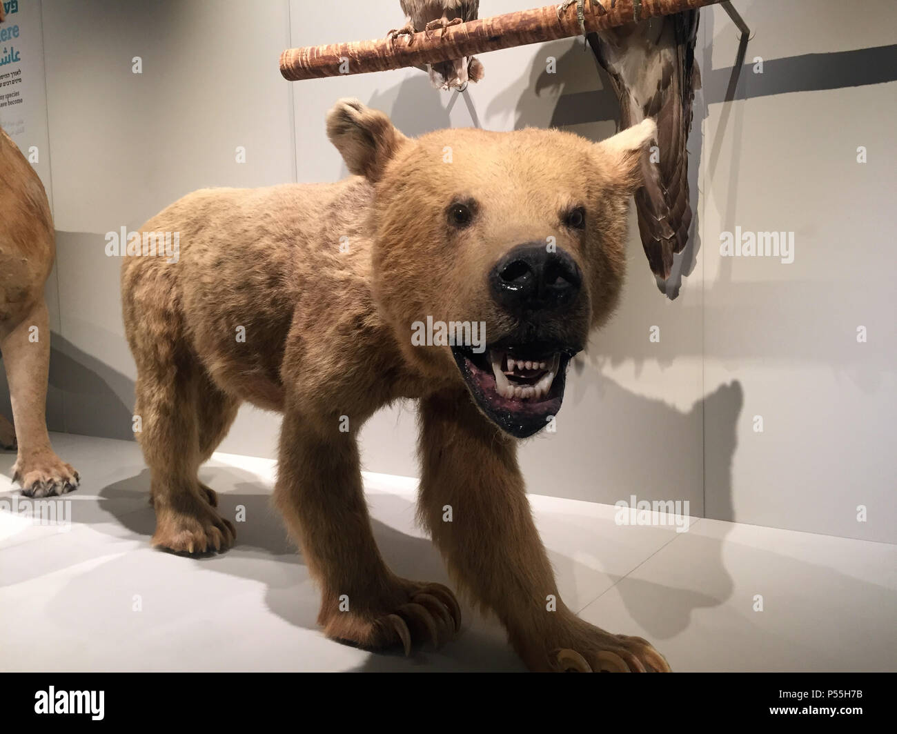 26 April 2018, Israel, Tel Aviv: A stuffed brown bear in a hall of the ...