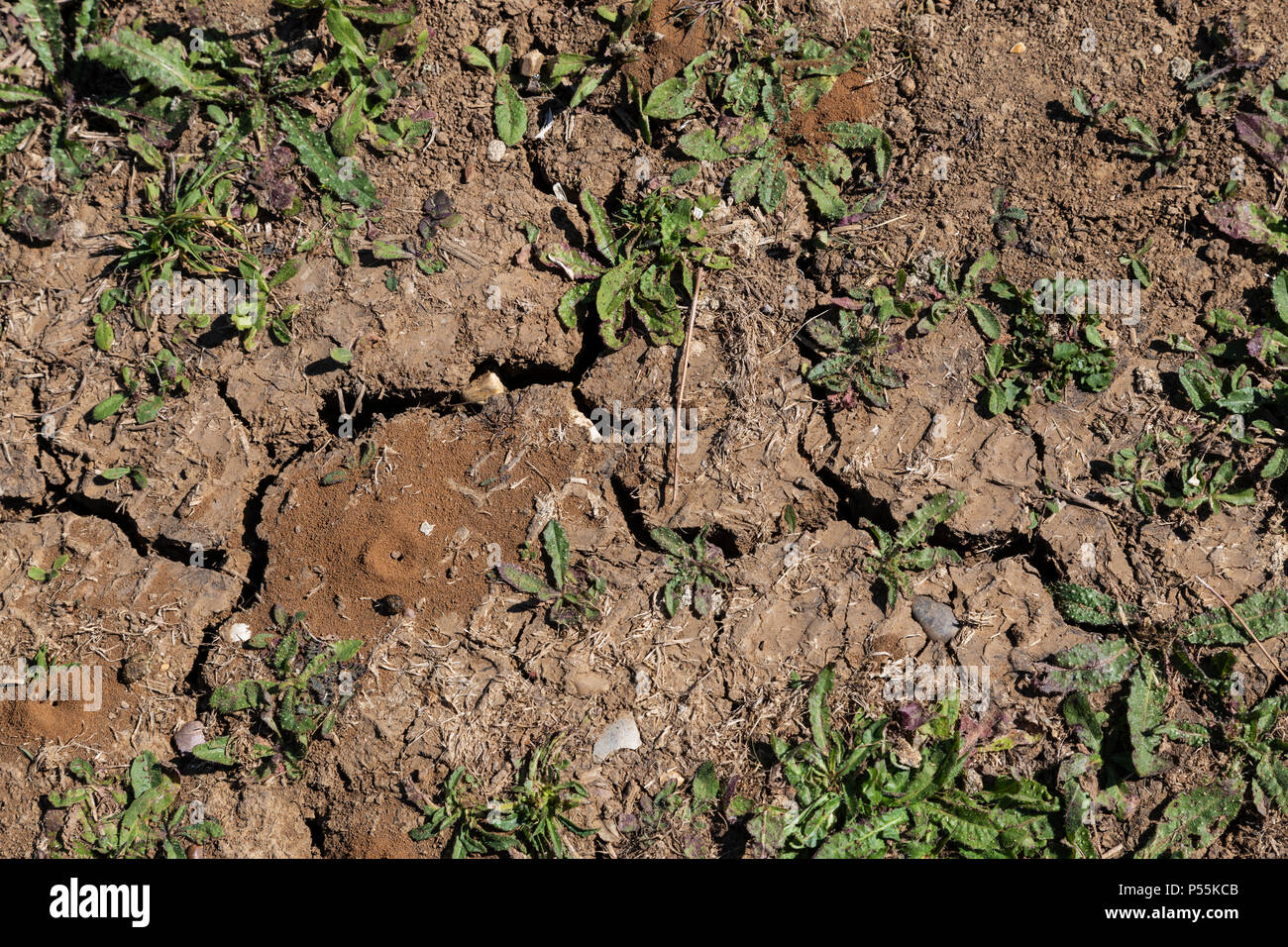 Cracked and Parched ground as a Result of Drought-like Conditions in ...