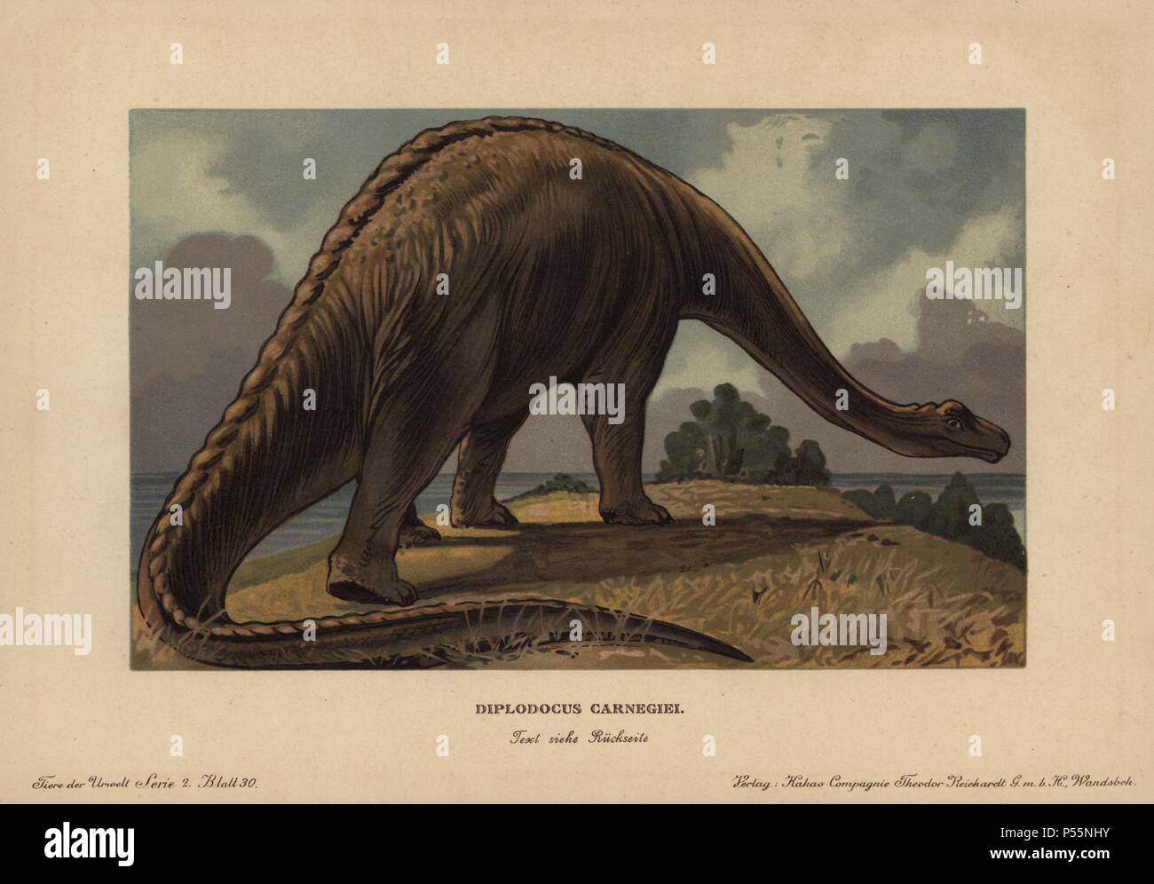 Diplodocid sauropod dinosaur hi-res stock photography and images - Alamy