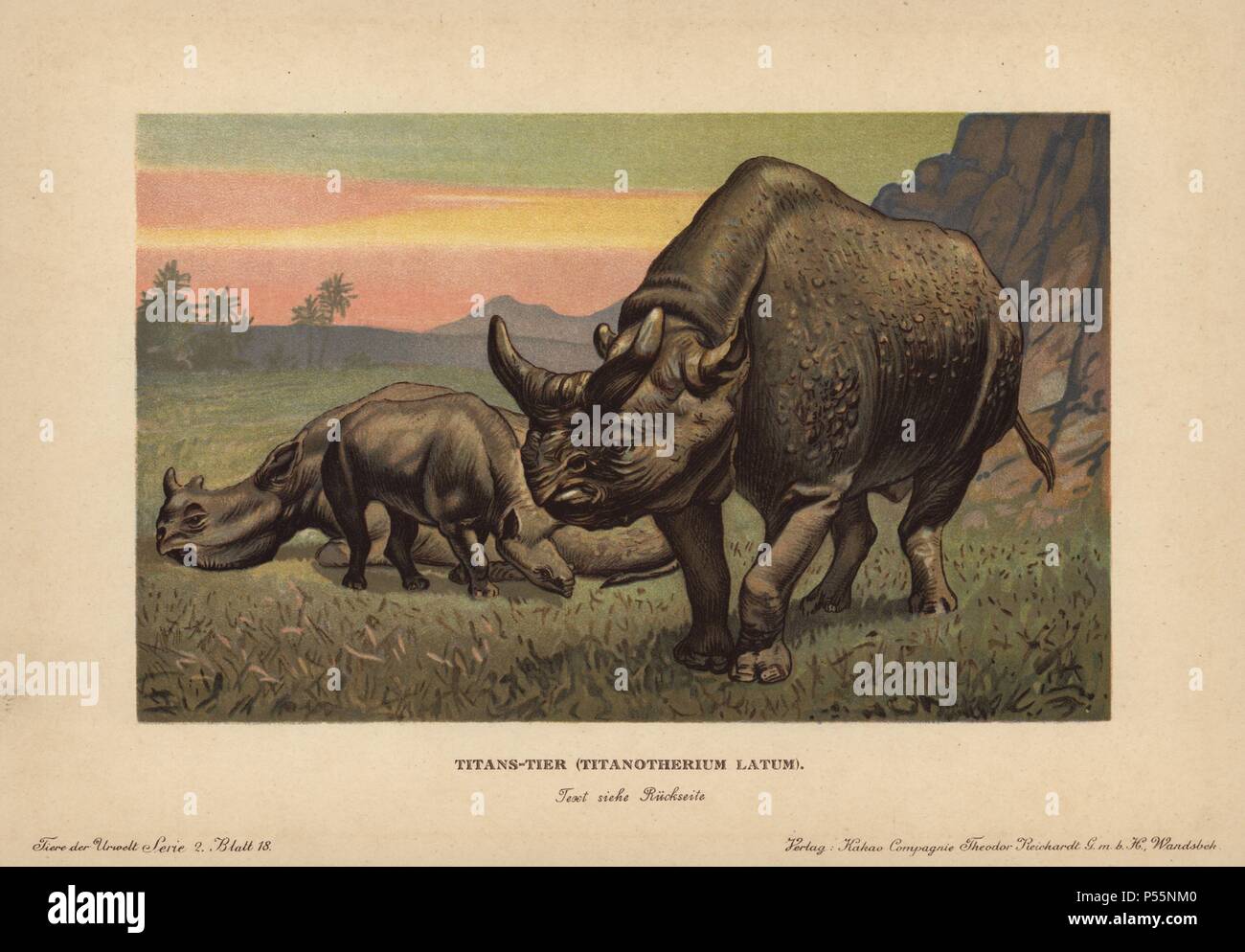 Uintatherium hi-res stock photography and images - Alamy