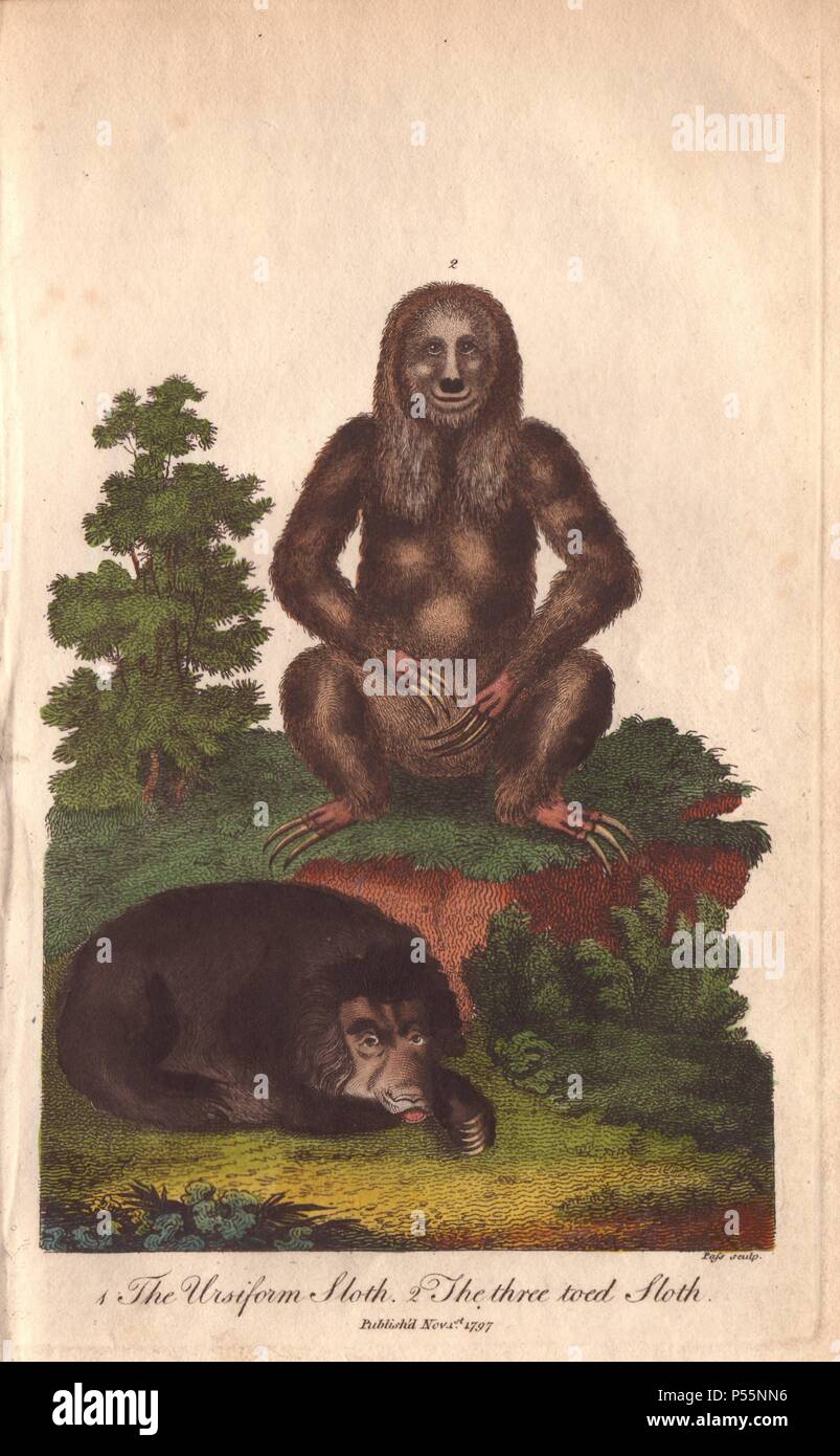 Sloth in trees hi-res stock photography and images - Alamy