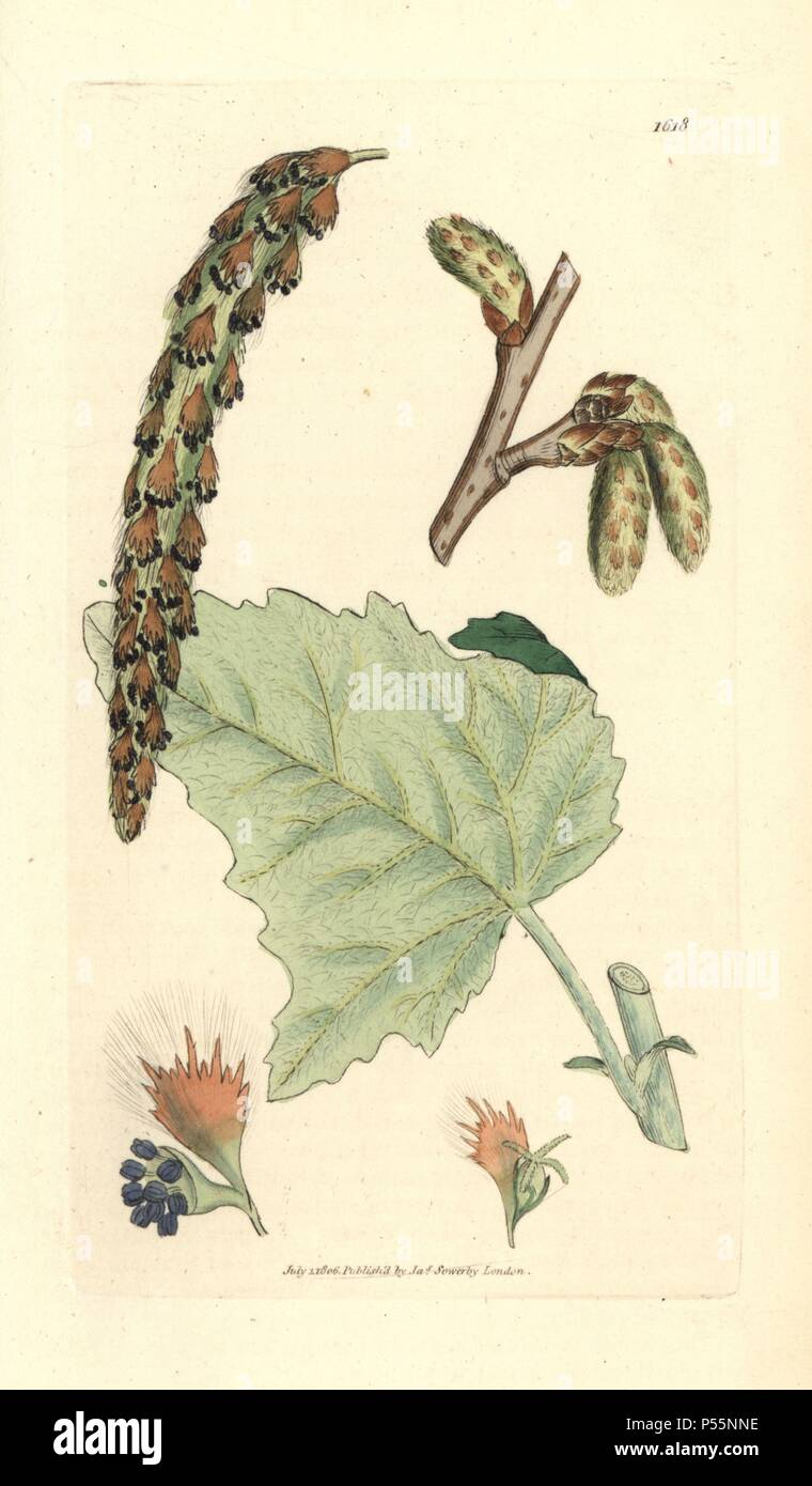 Great white poplar, Populus alba. Handcoloured copperplate engraving ...