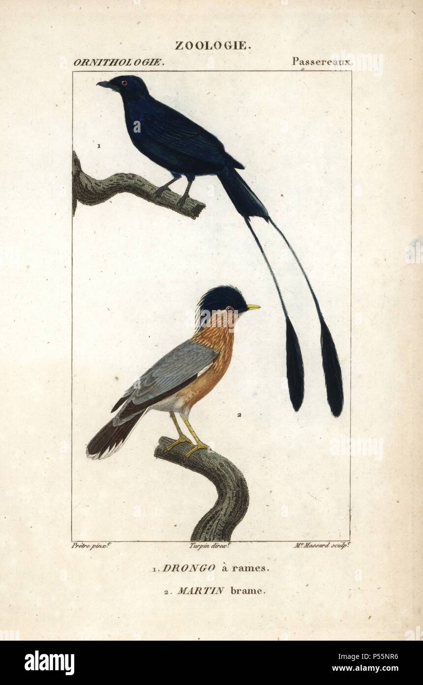 Lesser racket-tailed drongo, Dicrurus remifer, and Brahminy myna ...