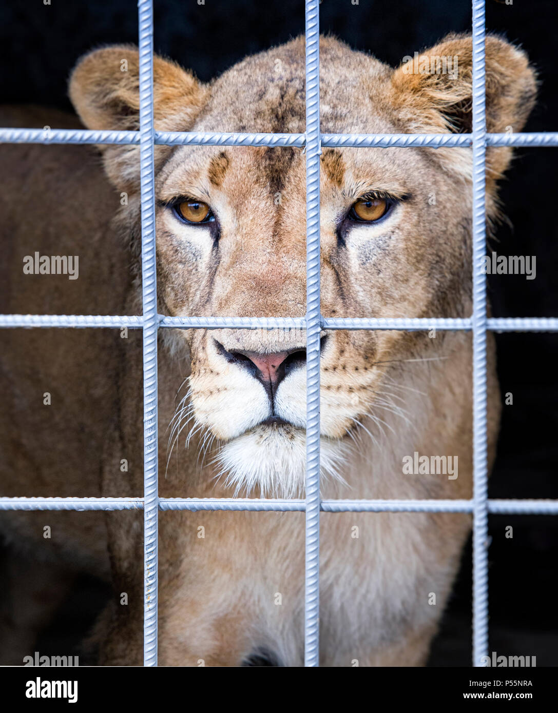 lion looking through zoo bars Stock Photo - Alamy