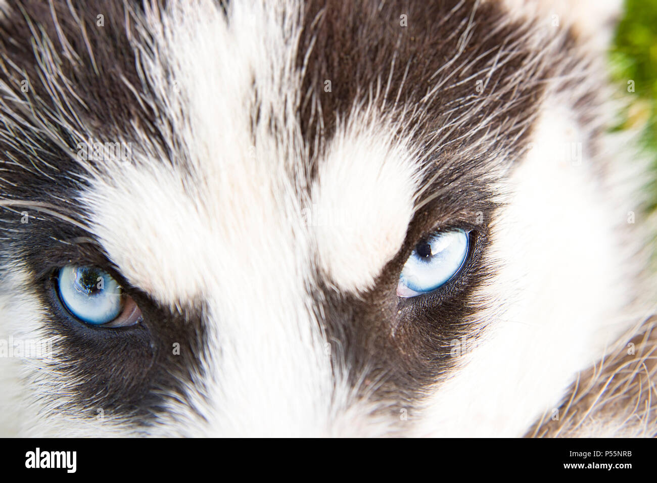 Beautiful shot white dog hi-res stock photography and images - Alamy