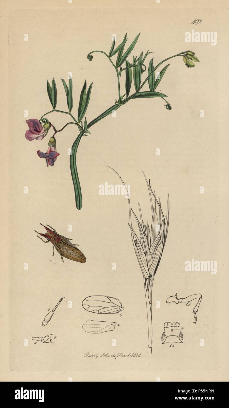 Livia juncorum, Rush Jumping-louse with marsh vetchling, Lathyrus ...