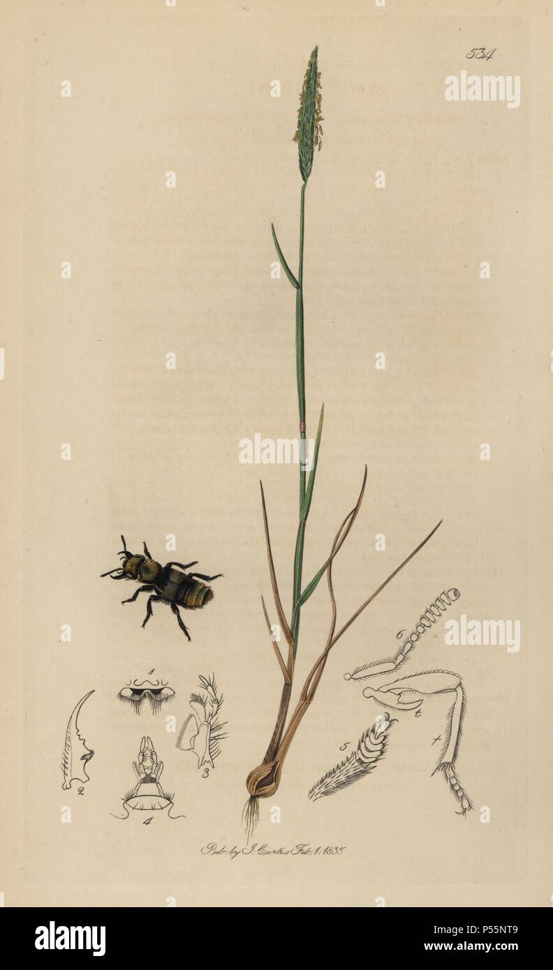 Bulbous foxtail hi-res stock photography and images - Alamy