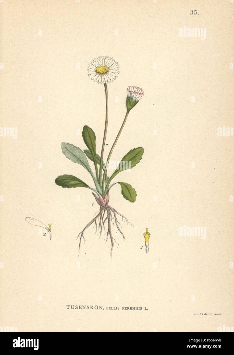 Common daisy, Bellis perennis. Chromolithograph from Carl Lindman's ...
