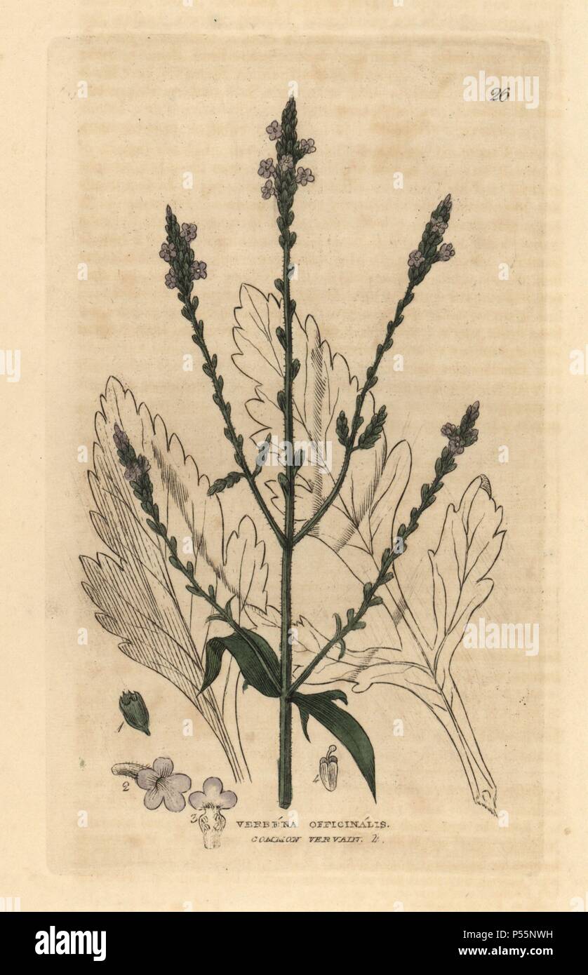 Common vervain, Verbena officinalis. Handcoloured copperplate engraving ...