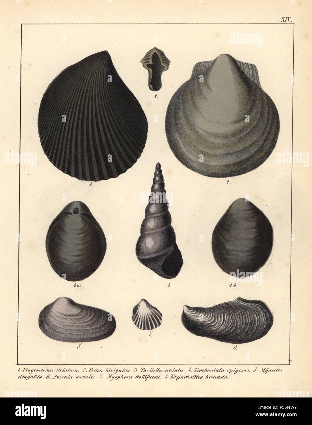 Fossil pecten hi-res stock photography and images - Alamy