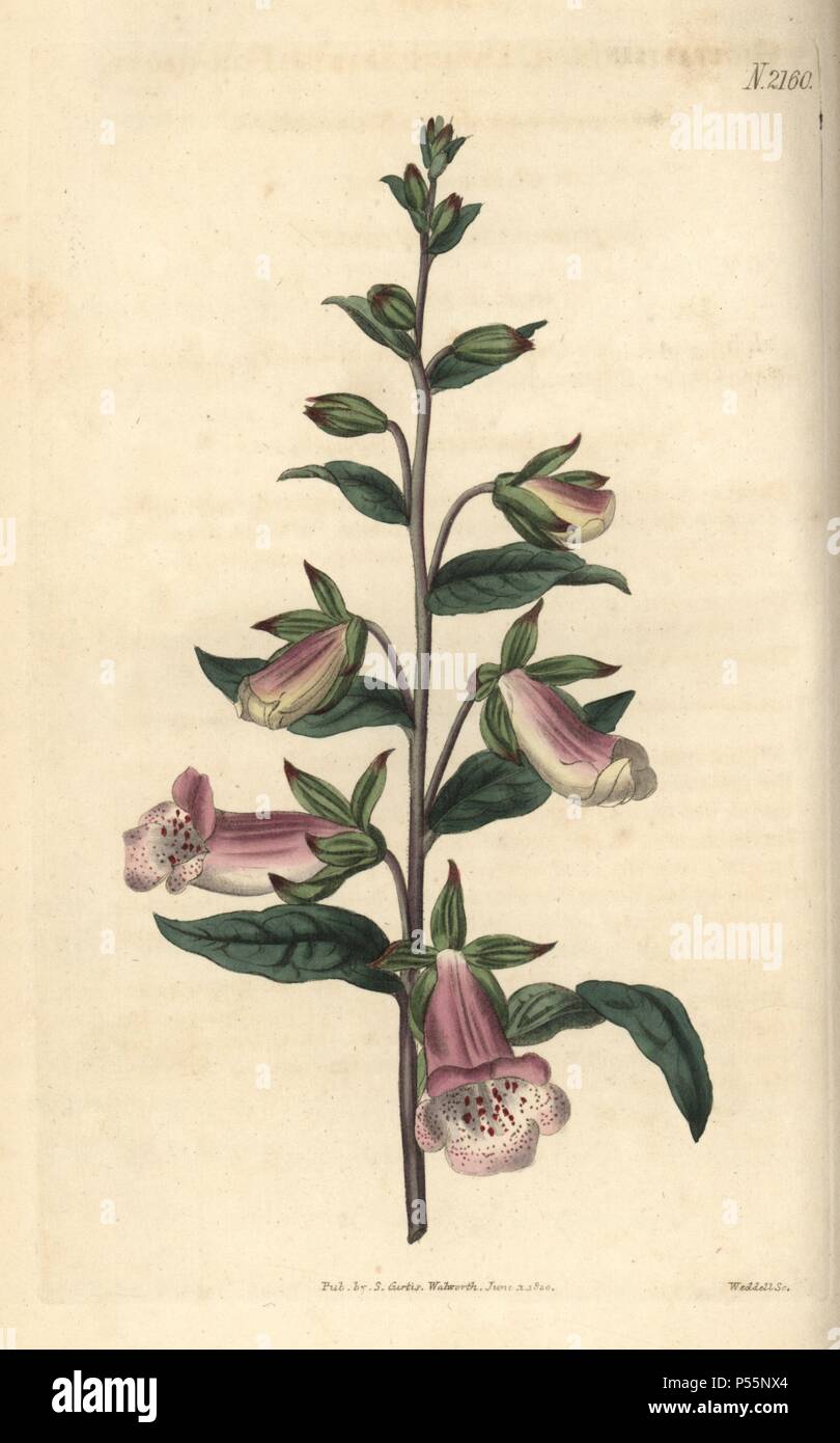 Dwarf Spanish foxglove, Digitalis minor. Handcoloured copperplate ...