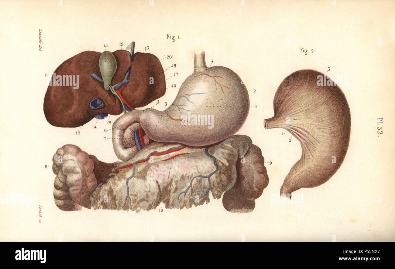 Stomach, duodenum and liver. Handcolored steel engraving by Corbie of a ...