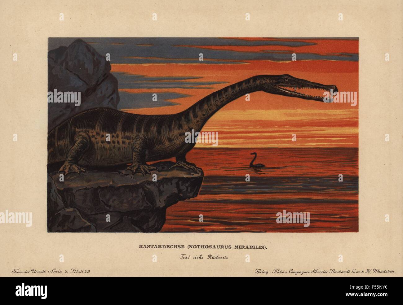 Nothosaurus mirabilis, extinct sauropterygian reptile from the Triassic ...
