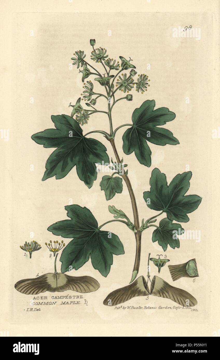 Common maple tree, Acer campestre. Handcoloured copperplate engraving ...