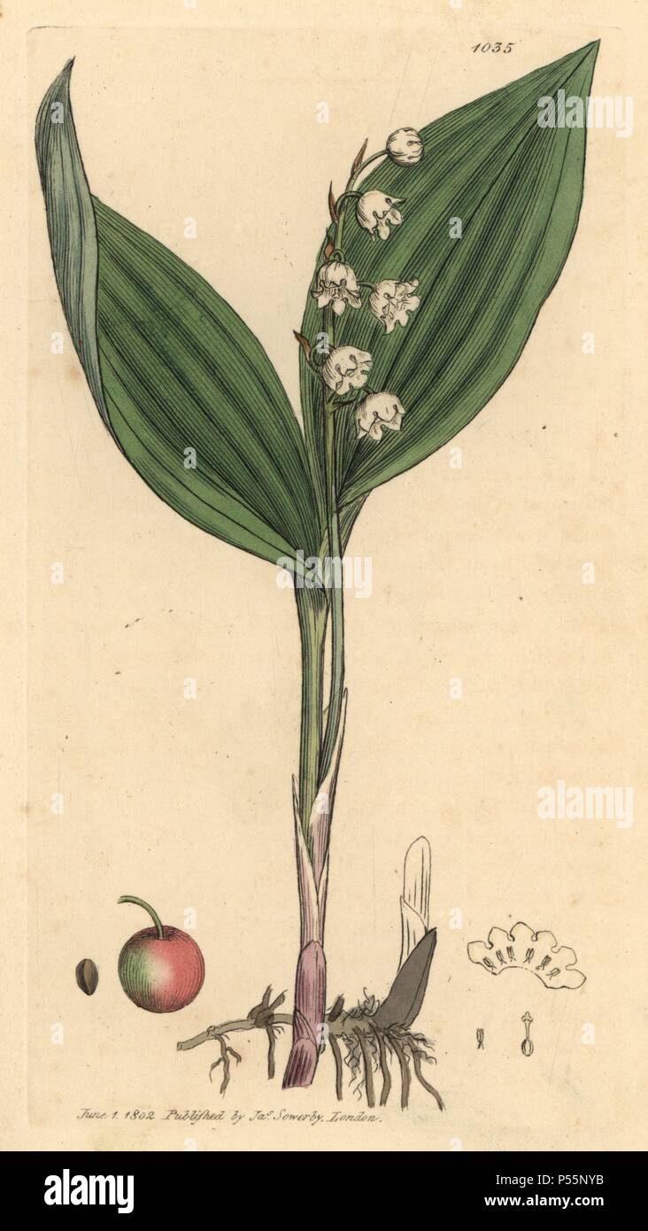Lily of the valley drawing hi-res stock photography and images - Alamy