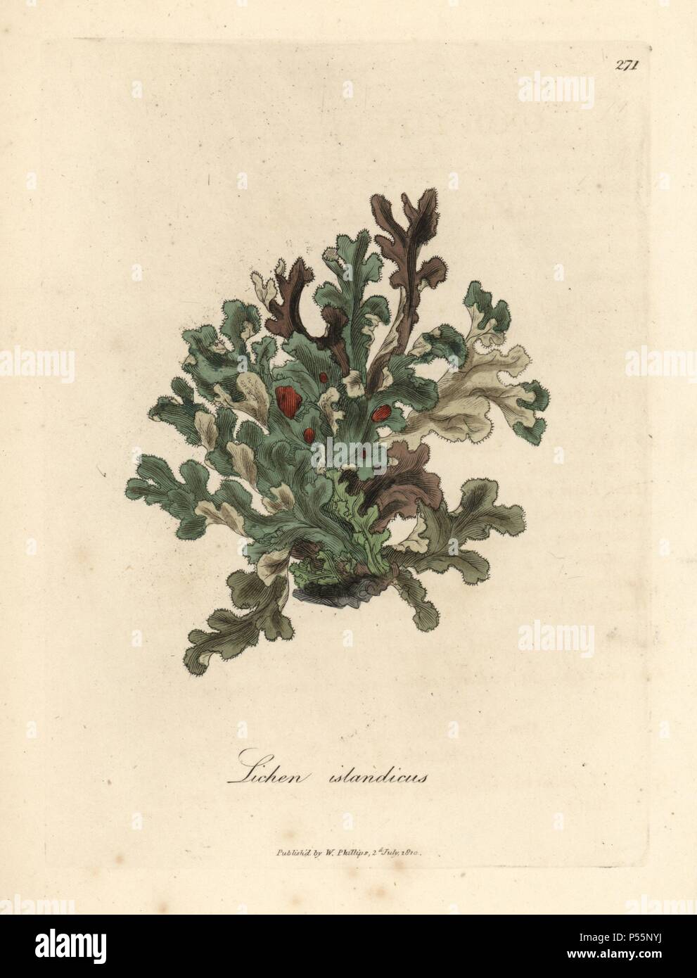 Eryngo-leaved lichen, Lichen islandicus. Handcoloured copperplate ...