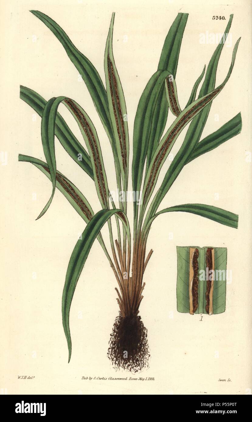 Blechnum lanceola hi-res stock photography and images - Alamy