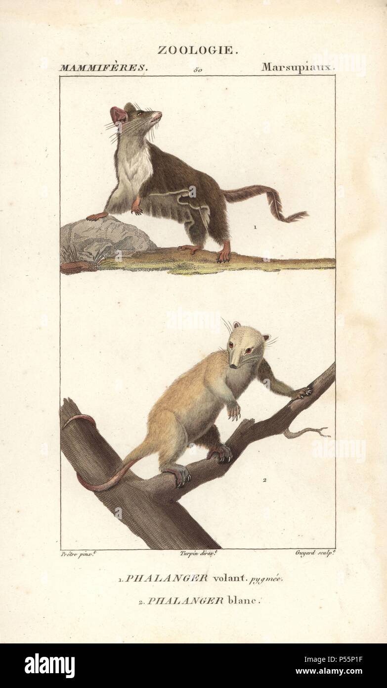 Common cuscus phalanger orientalis hi-res stock photography and images ...