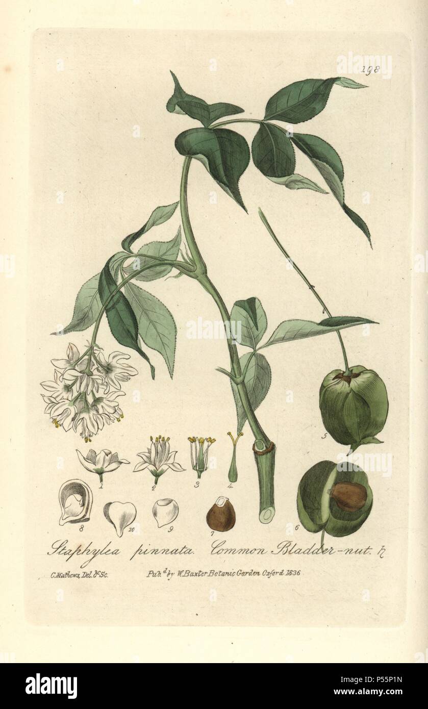 Common bladder nut, Staphylea pinnata. Handcoloured copperplate drawn ...