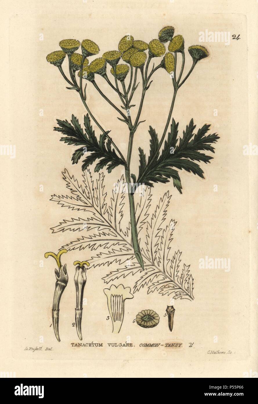 Common tansy, Tanacetum vulgare. Handcoloured copperplate engraving ...