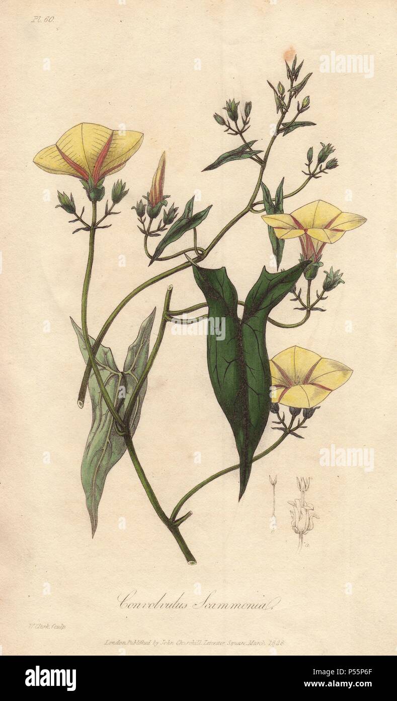 Former illustrations hi-res stock photography and images - Alamy