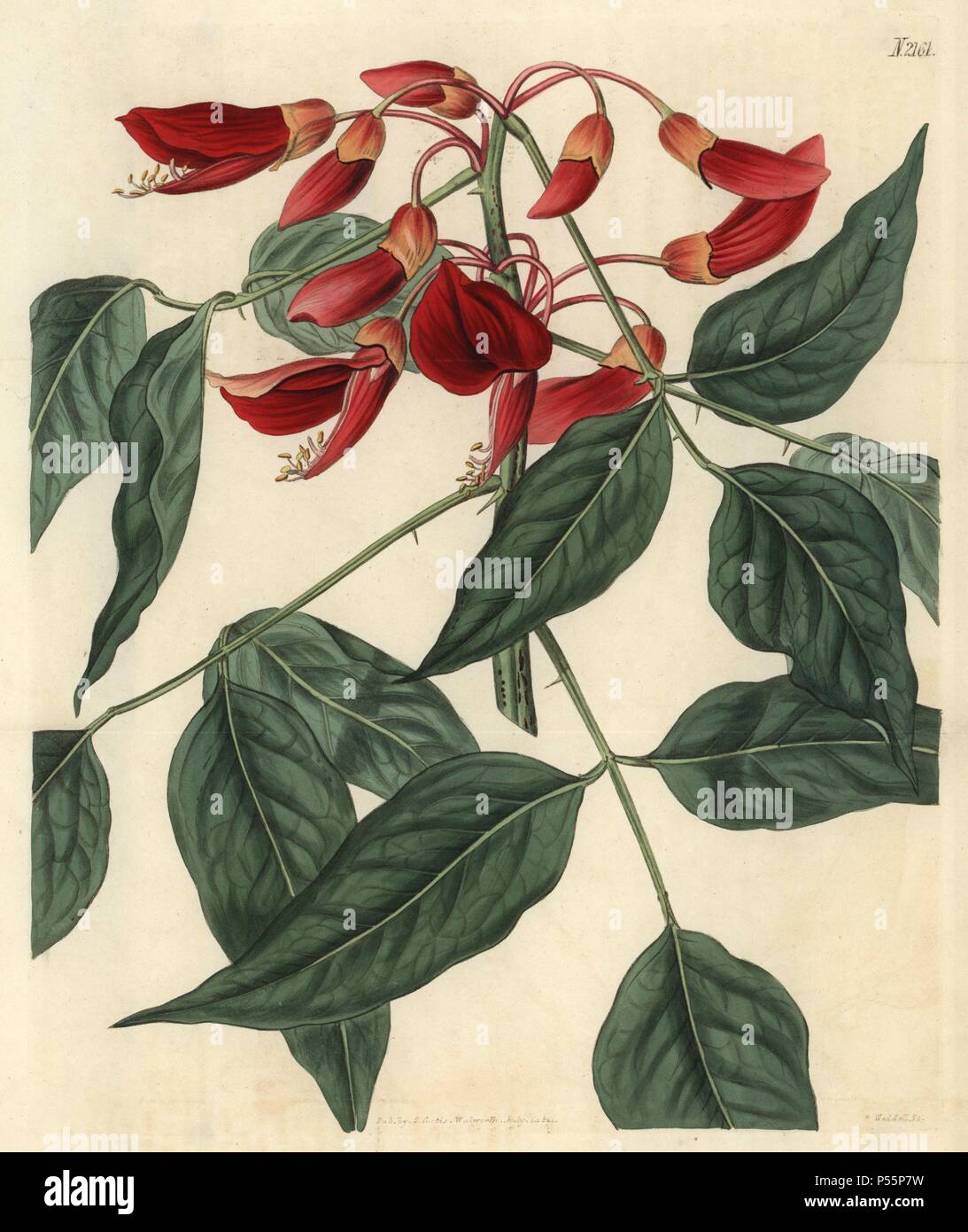 Cock's comb coral tree, Erythrina crista galli. Handcoloured ...