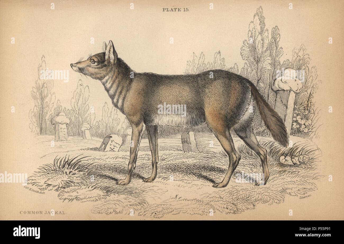 Common jackal, Canis aureus. Handcoloured engraving on steel by William ...