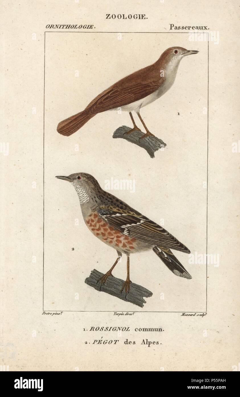 Common nightingale, Luscinia megarhynchos, and Alpine accentor ...