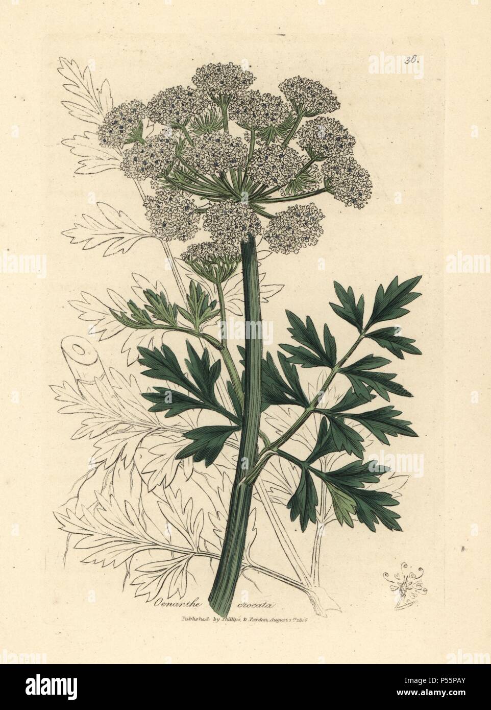 Botanical illustration hemlock water dropwort hi-res stock photography ...