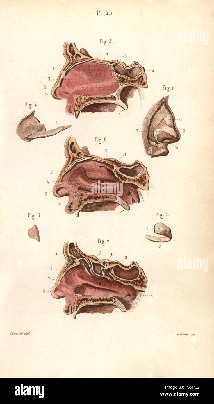 Sections of the nasal cavity. Handcolored steel engraving by Corbie of ...