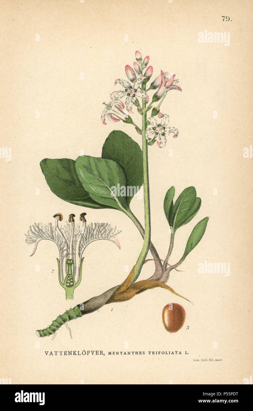Bogbean illustration hi-res stock photography and images - Alamy