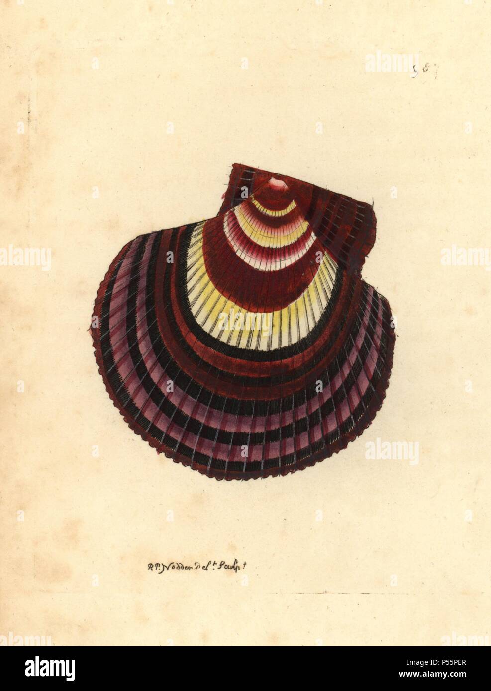 Icelandic scallop variety, Chlamys islandica var. Illustration drawn ...