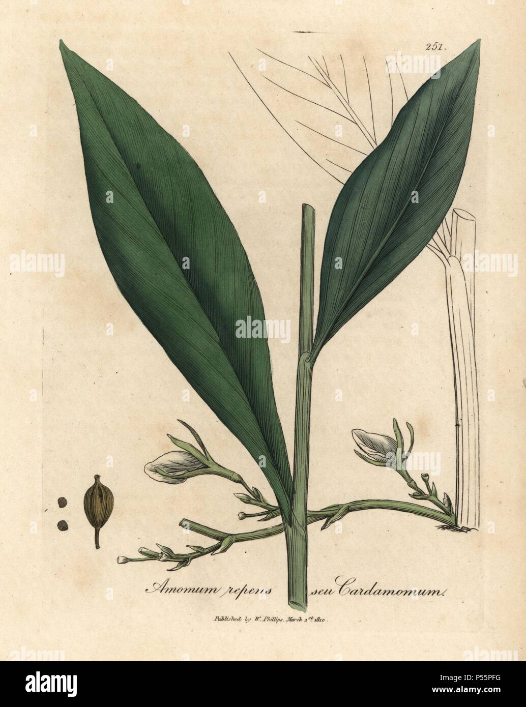 Leaves, flowers and seed of the cardamom plant, Elettaria cardamomum ...