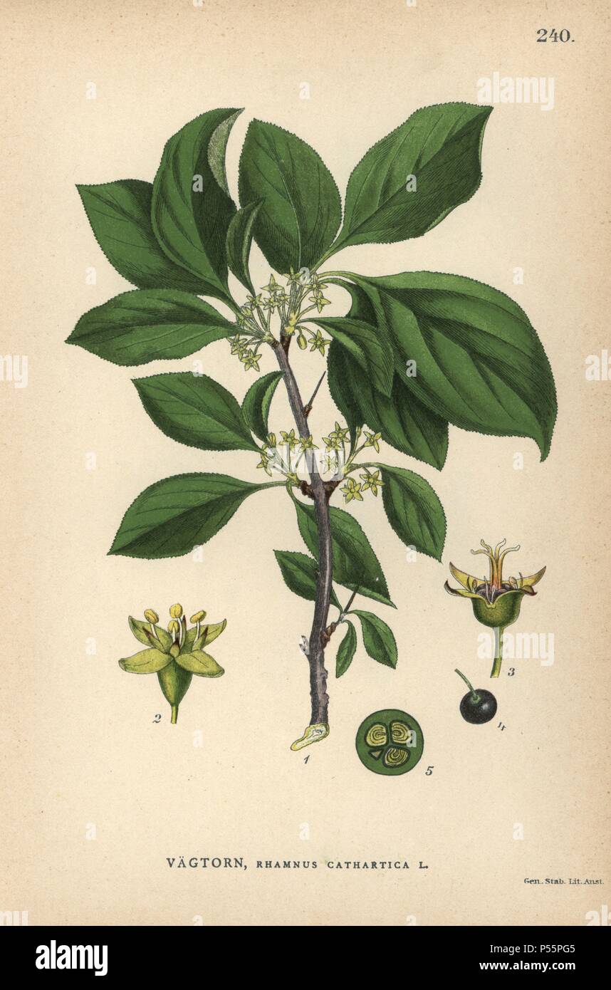 Purging buckthorn tree, Rhamnus cathartica. Chromolithograph from Carl ...
