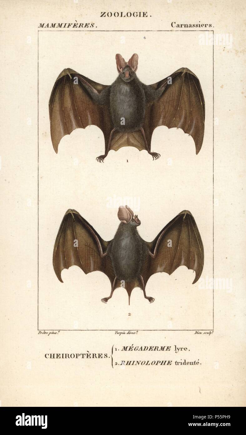 Scientific Bat Illustration