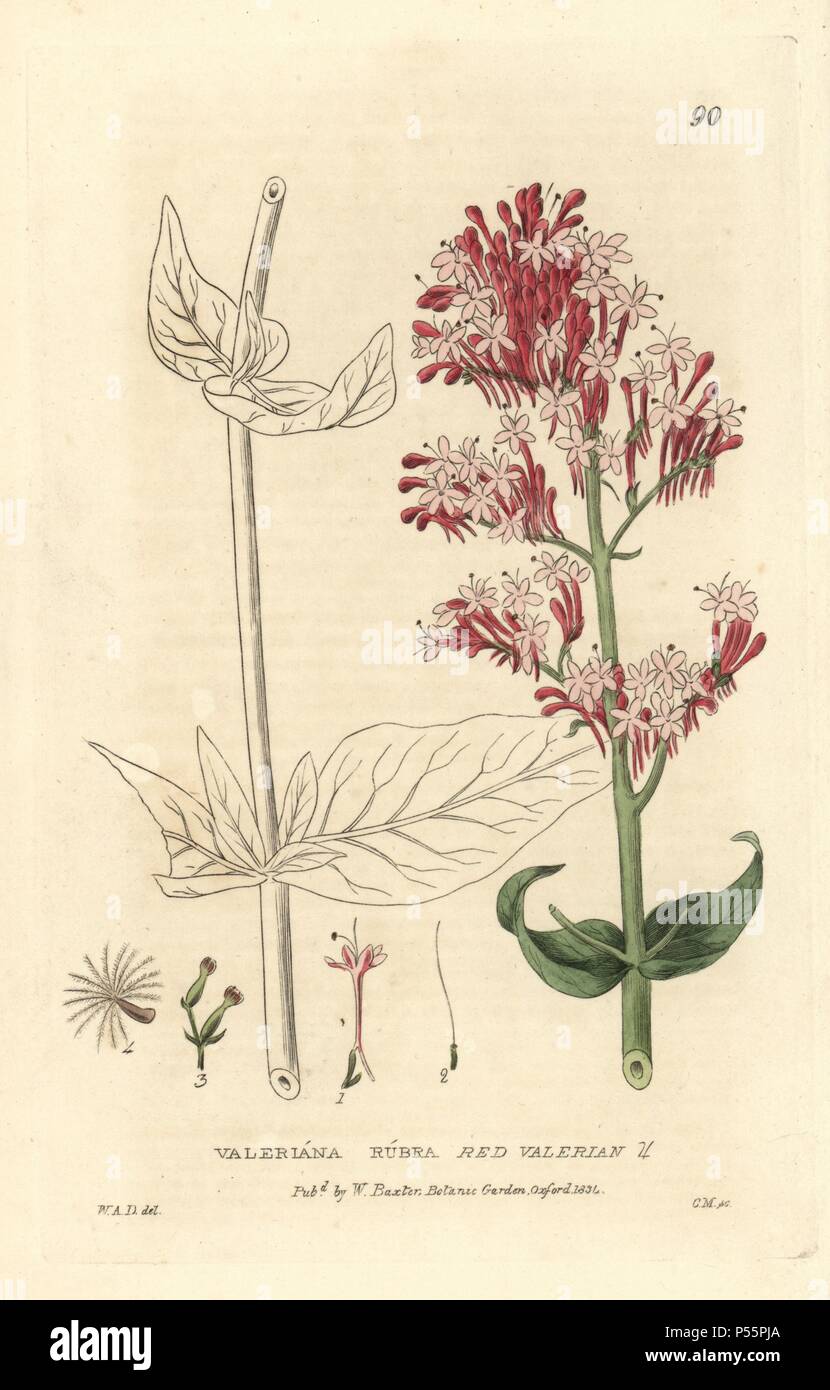 Red valerian valeriana rubra hi-res stock photography and images - Alamy