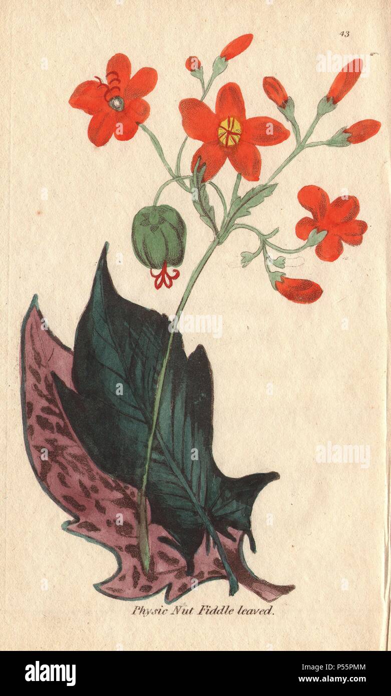 Physic nut hi-res stock photography and images - Alamy