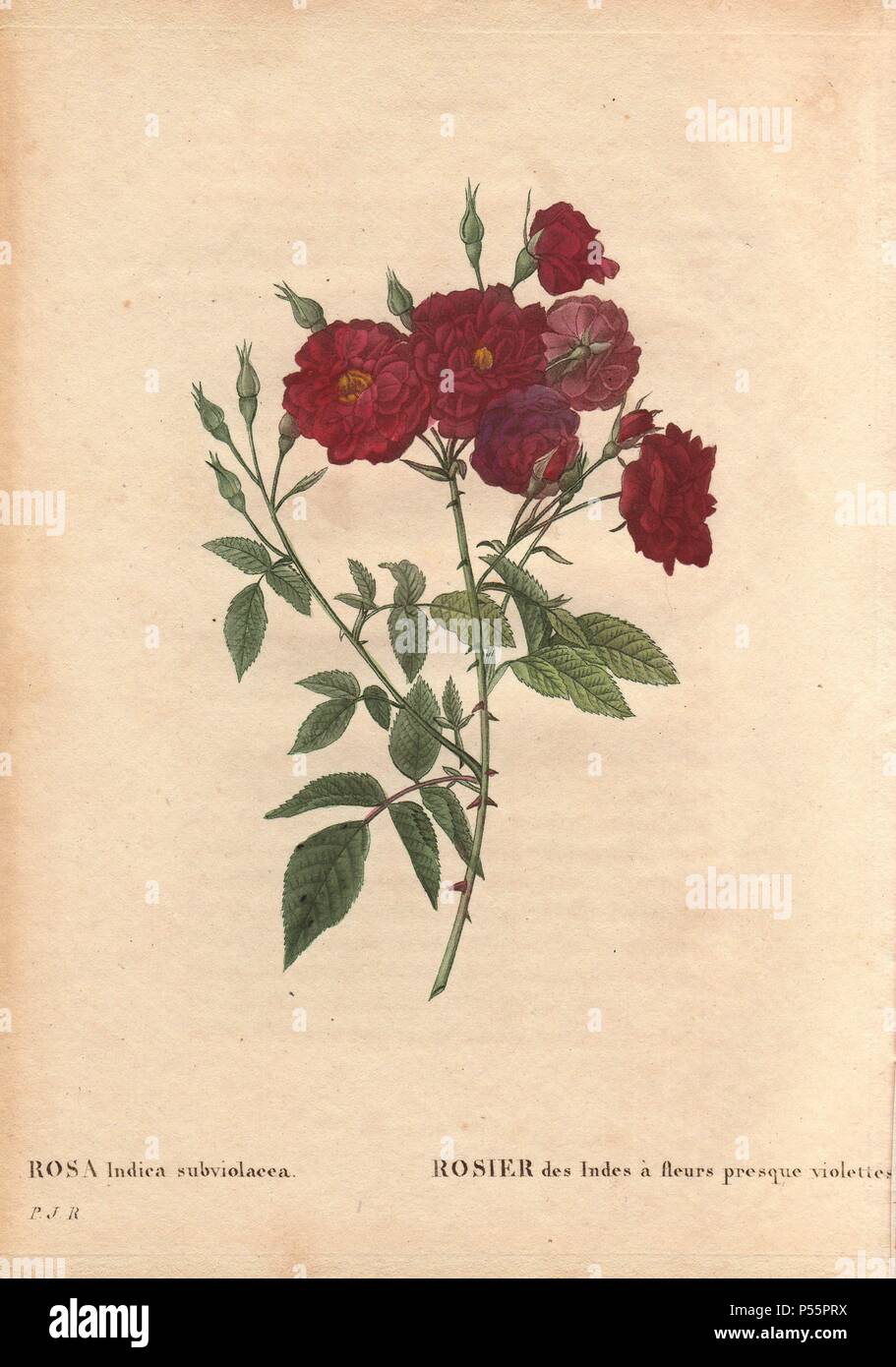 Fleurs violettes roses hi-res stock photography and images - Alamy