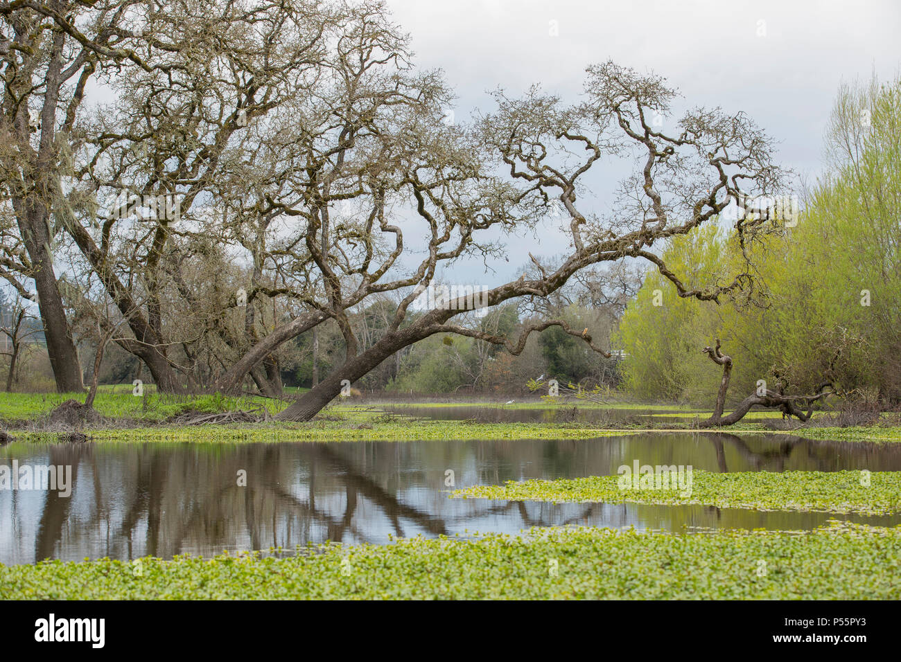 Laguna de Santa Rosa wetland after a recent rain Stock Photo - Alamy