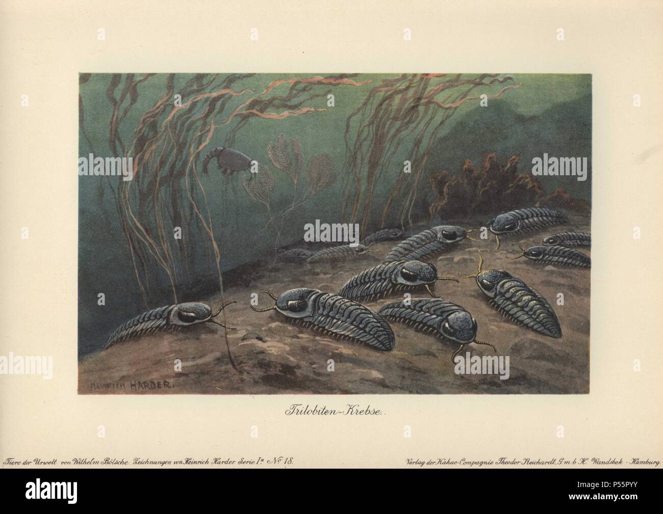 Trilobites (meaning "three lobes") are a well-known fossil group of ...