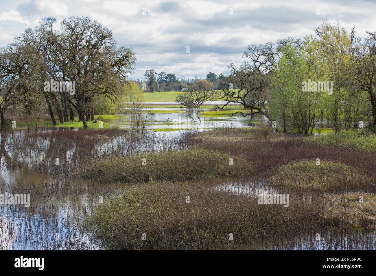 Laguna de Santa Rosa wetland after a recent rain Stock Photo - Alamy