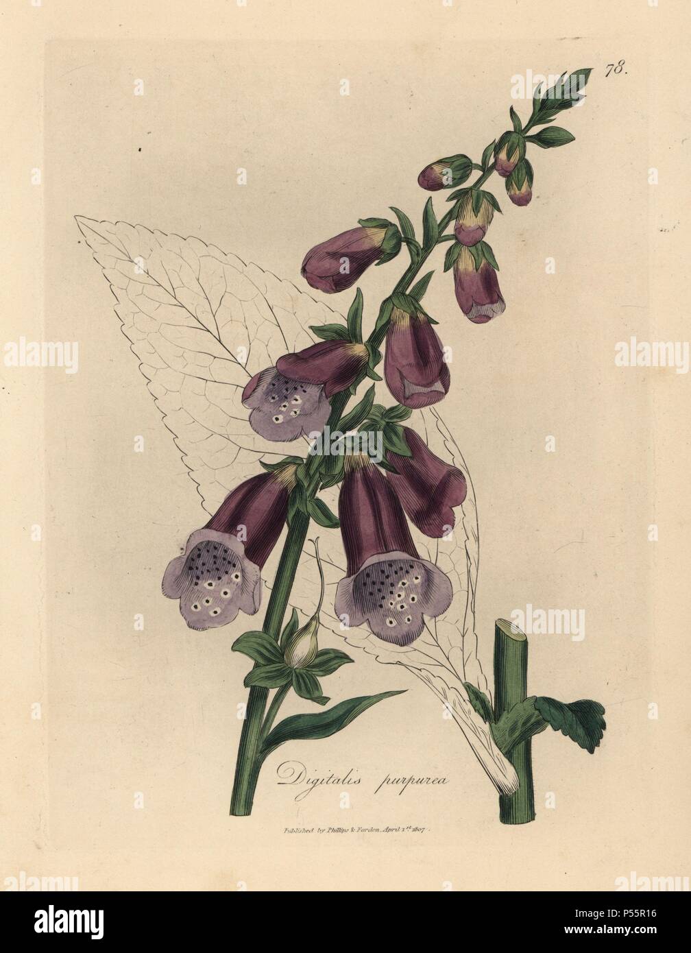 Purple foxglove, Digitalis purpurea. Handcolored copperplate engraving ...