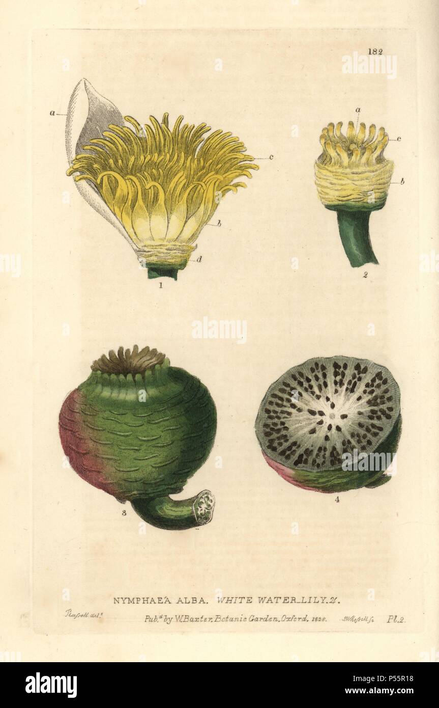 British flower seeds illustration hi-res stock photography and images ...