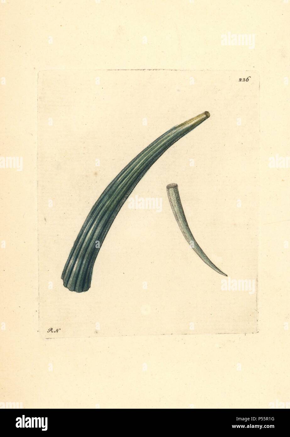 Elephant tusk, Dentalium elephantinum. Illustration signed RN (Richard ...